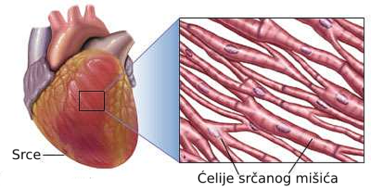 Struktura mišića - StretchWell
